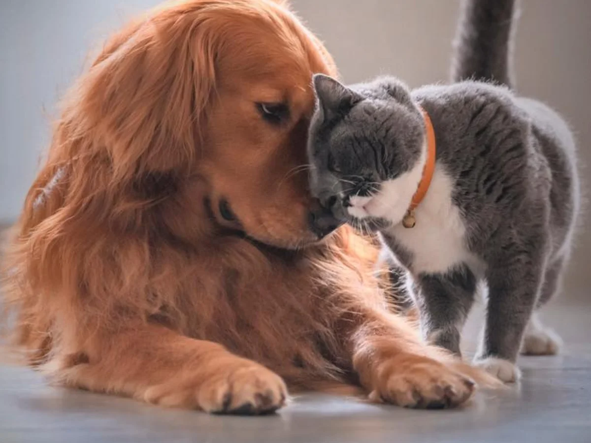 Jornadas gratuitas de esterilización para perros y gatos en Bogotá | LAUD